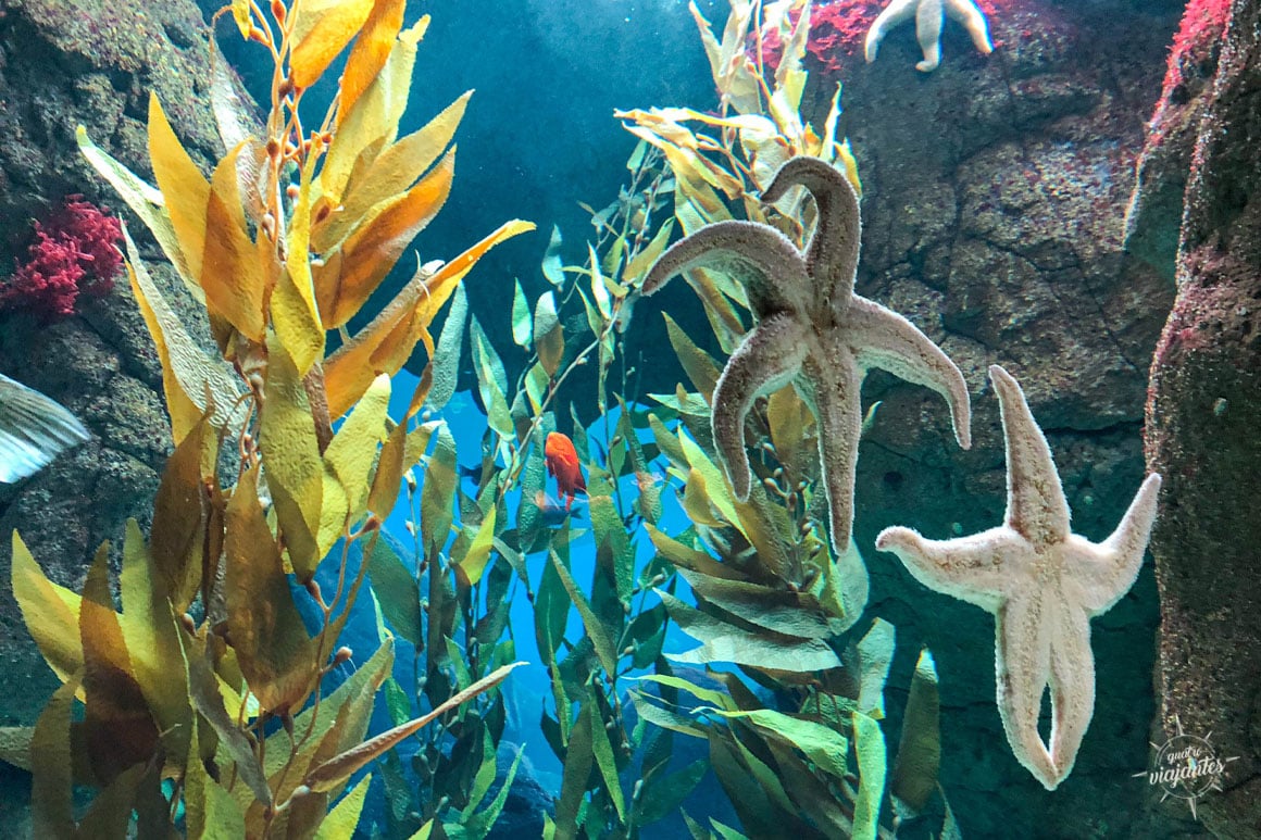 Oceanário de Lisboa: Um dos melhores do mundo